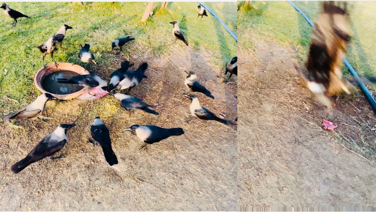 The fight between the crow and the eagle for the meat 🍖🦅🦅 - YouTube