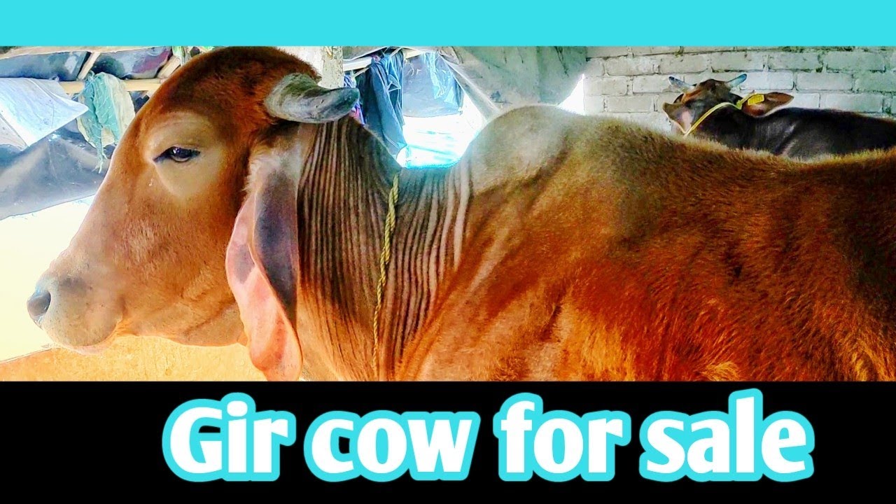 my farm gir cow and hf calf sale | santilata dairy farm odisha gir cow ...