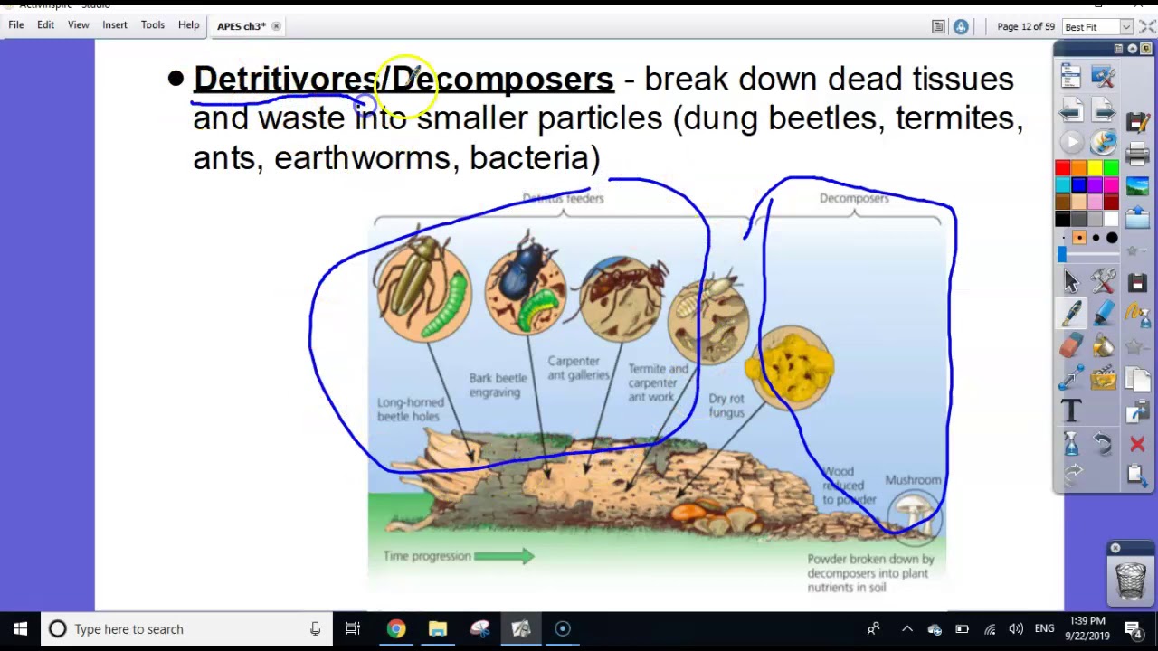 APES Ecosystem Notes 9/22 - YouTube