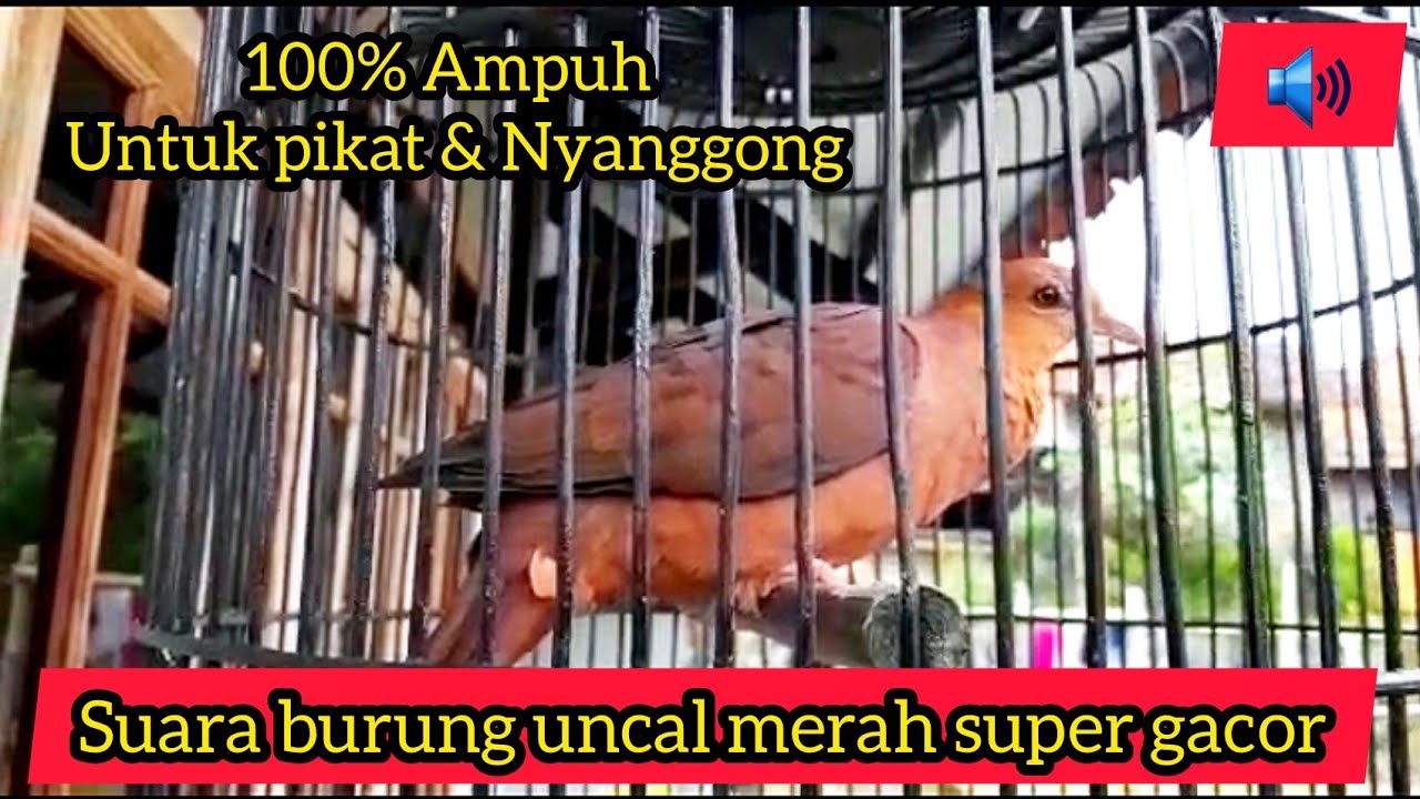 Suara burung uncal merah/Uncal merah gacor/Tekukur merah hutan ...