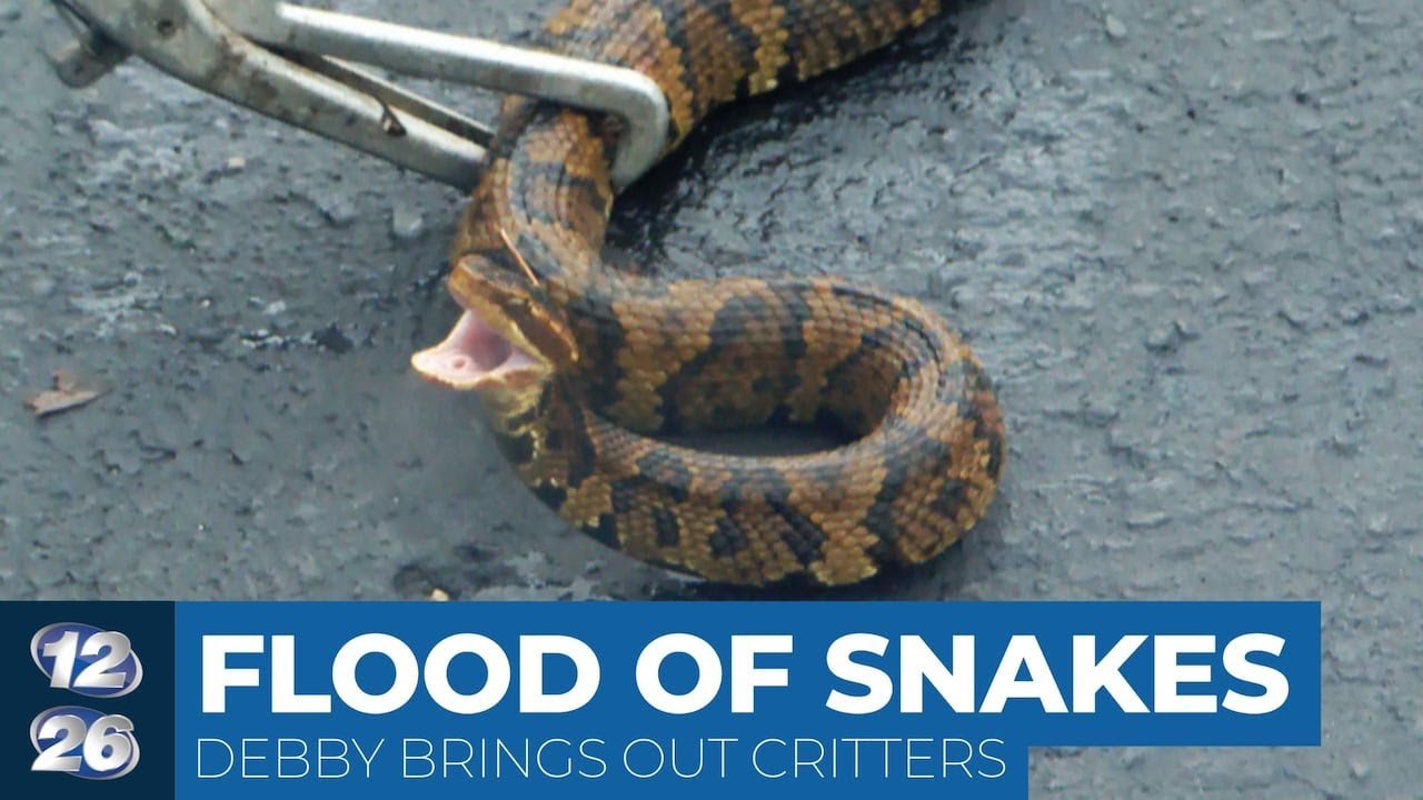 Flooding from tropical storm brings out snakes, other critters - YouTube