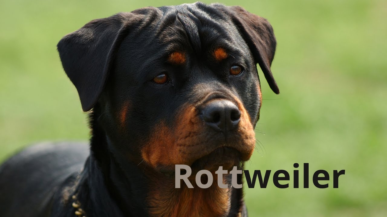 The Rottweiler: Discover everything about the most imposing and loyal ...