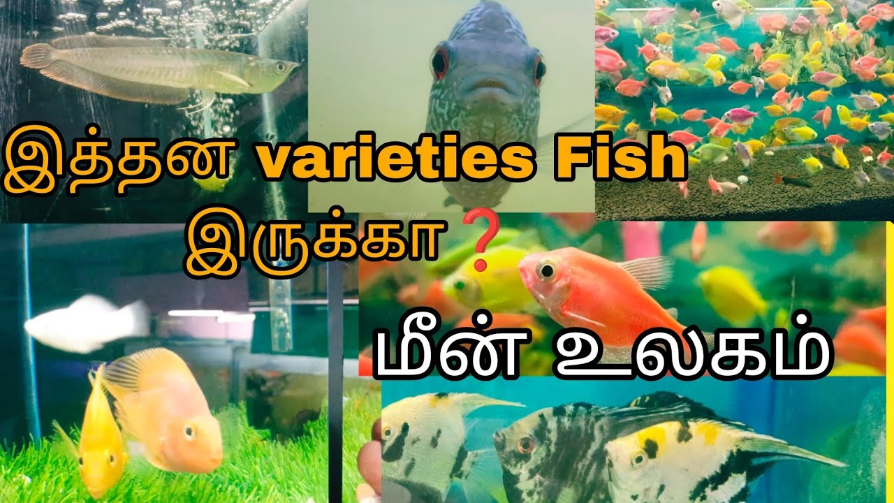 Road Side ல இவ்ளோ varieties fish இருக்கா மீன் உலகம் - YouTube
