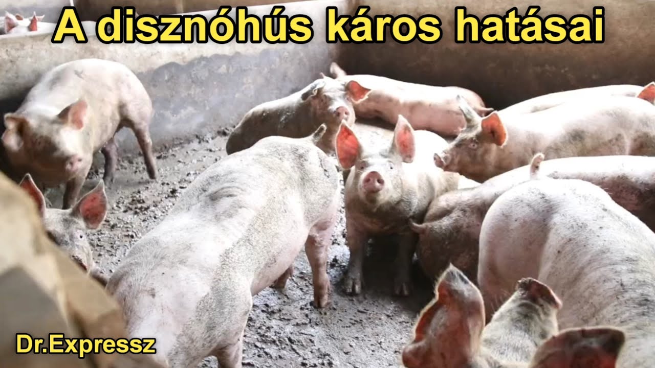 A disznóhús káros hatásai - YouTube
