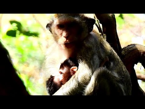 God Please Provide More Love To Abandon Baby Monkey Calvin , Casi Look ...