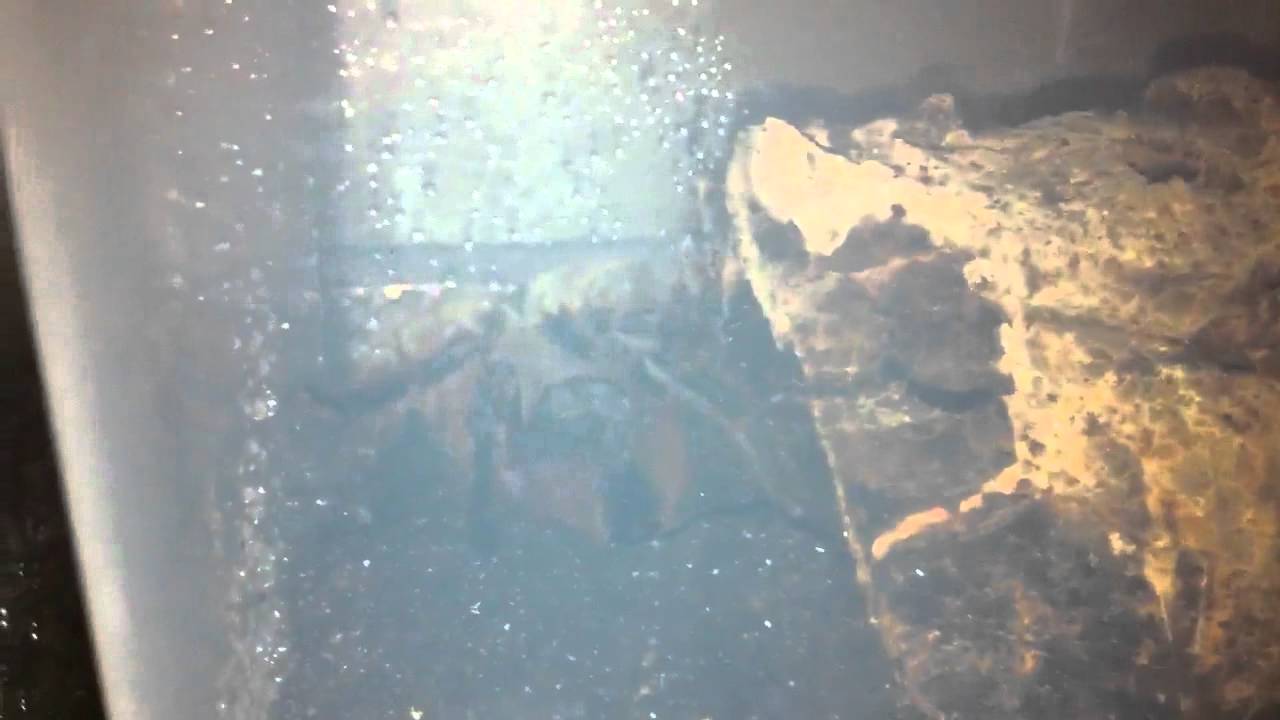 Tarantula collection - YouTube