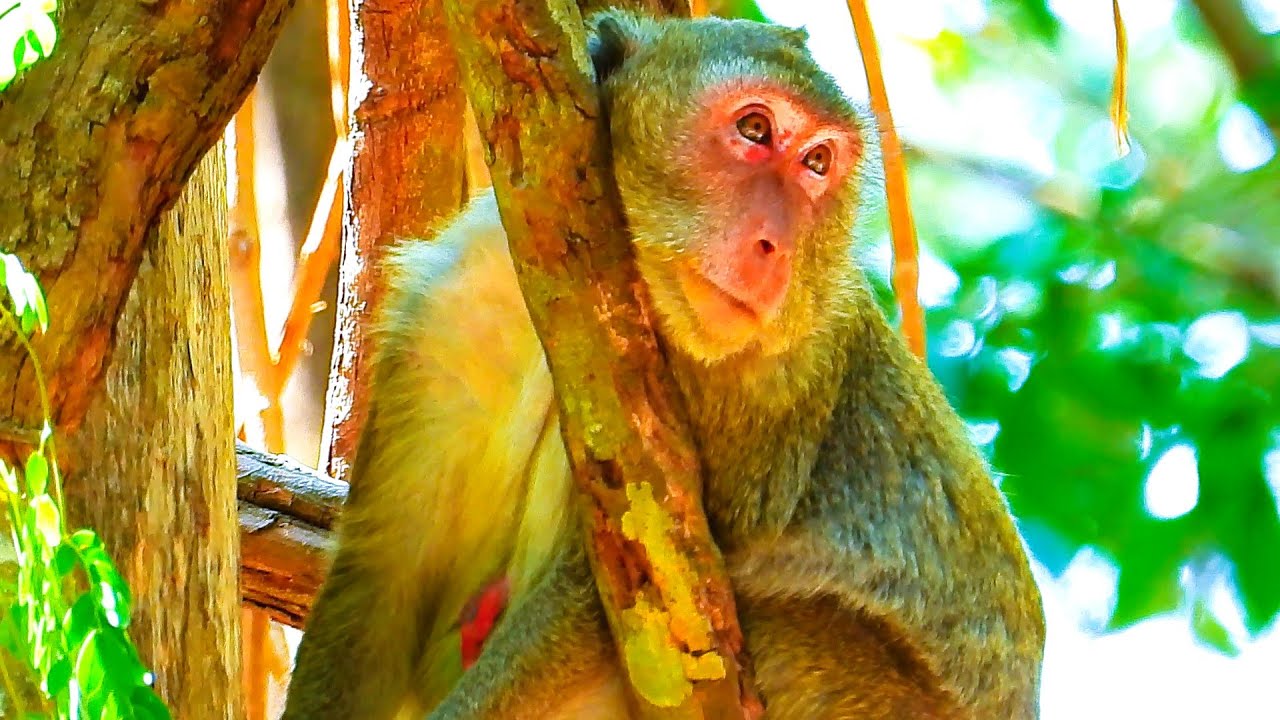 Jane, the monkey, is known for her calm demeanor and lack of high ...