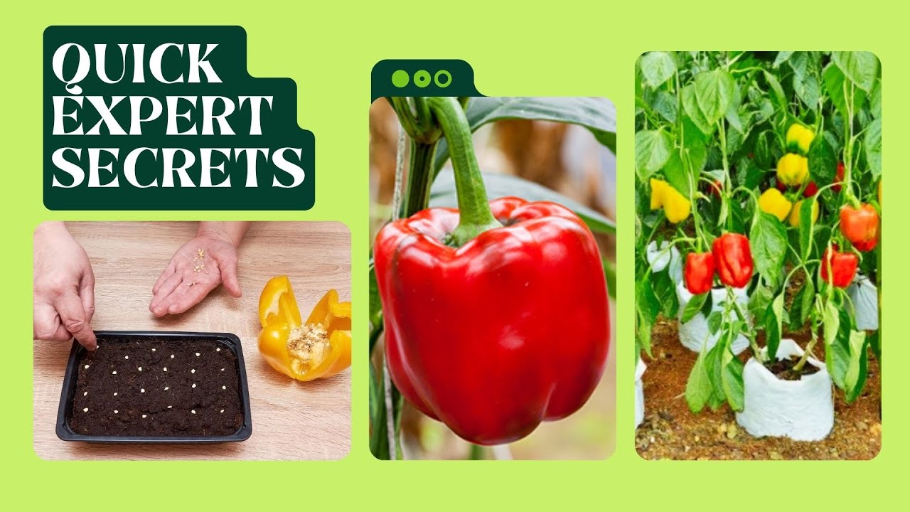 How To Plant And Grow Bell Peppers??Expert Secrets - YouTube