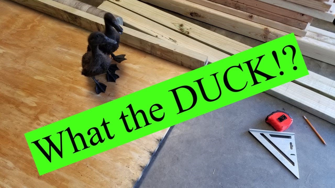 How to Build a DUCK coop - Part 1 - YouTube