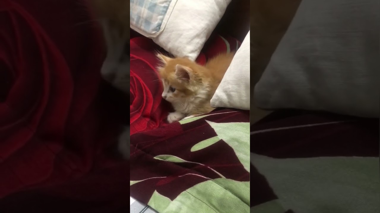 My cat cutely nodding head 😘🥰😍 #catlovers #kitten - YouTube