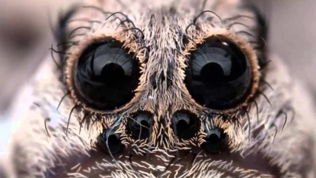 Spiders On Drugs - YouTube