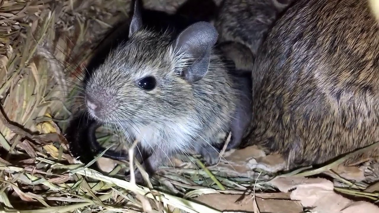 Newborn degu babies // co-nesting with older babies - YouTube