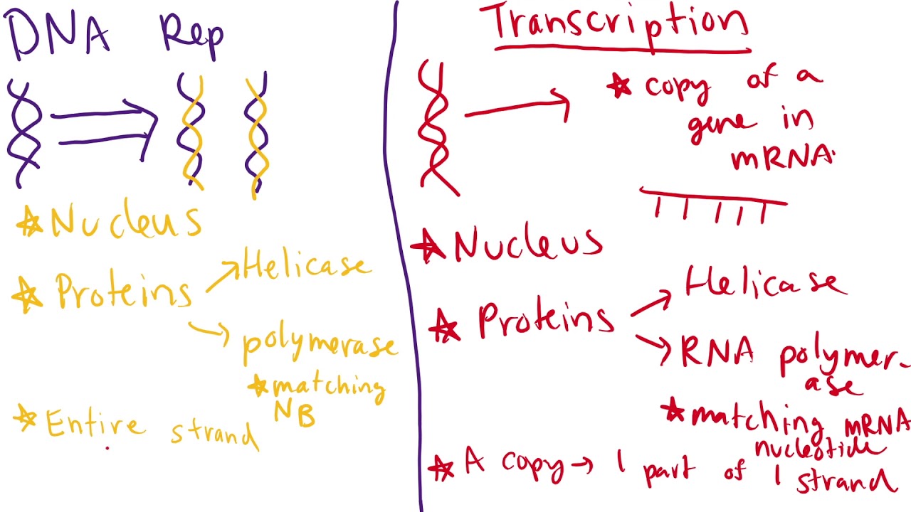 Drawn Transcription Vs Translation - YouTube