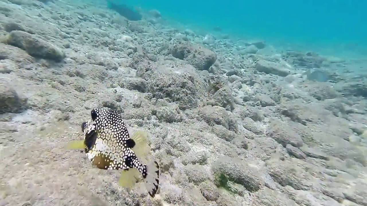 1st time diving gopro on curacao - YouTube
