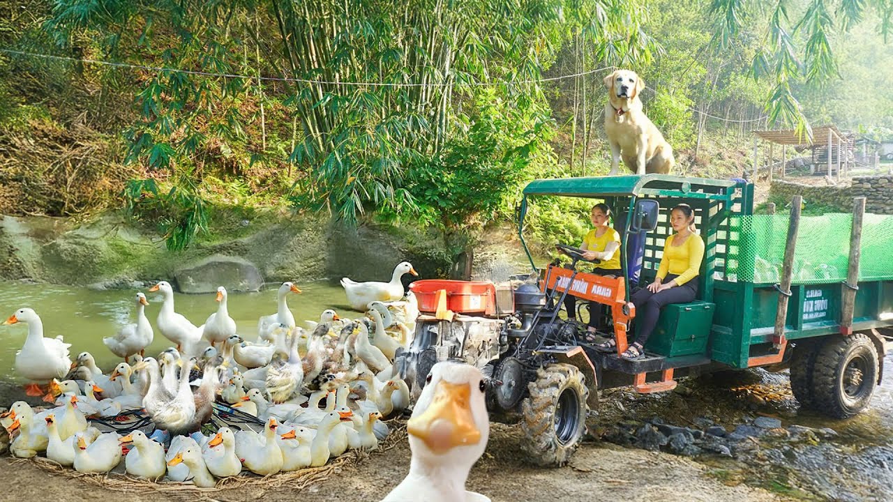 Use Truck Harvest 100 Ducks From Duck Farm, Transport Many Duck Goes To ...