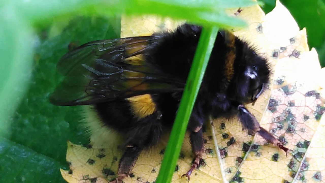 Trzmiel (Bombus cryptarum). Ciekawostki o trzmielach w opisie. - YouTube