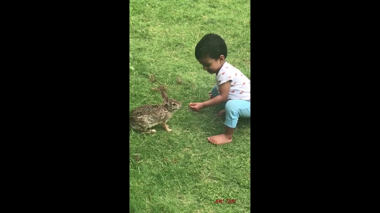Wild Rabbit Bites Kid's Finger Off While Feeding Carrot - YouTube