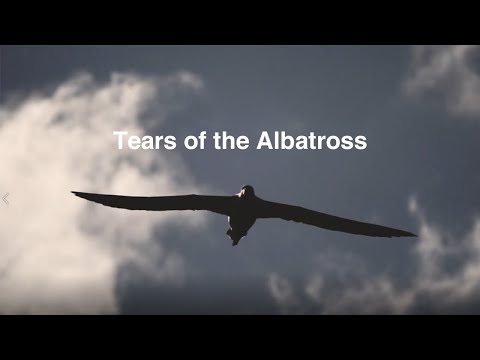 Tears of the Albatross