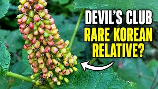 Why This Spiky PNW Plant Is Compared to Korea’s “Heavenly Ginseng” | Devil’s Club