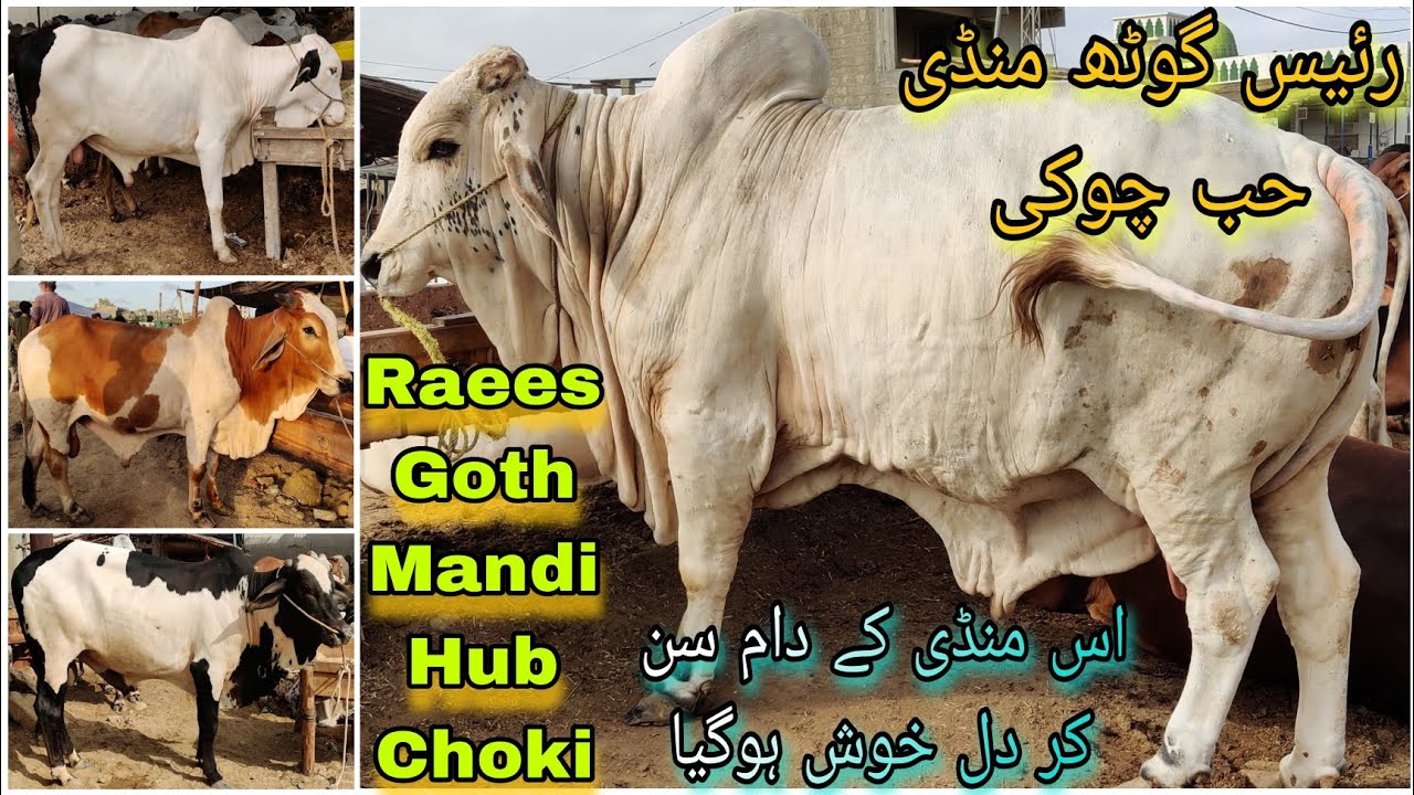Raees Goth Mandi Hub Choki. Is Mandi K Daam Sun kr Dil Khush Hogaya ...