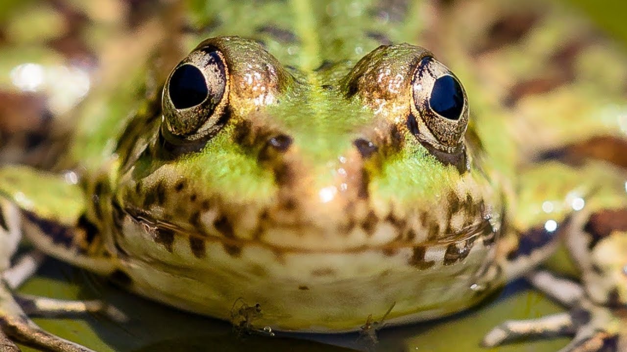 Ranas Cantando y Croando a Cámara Lenta en Estanque | Sonido de Ranas ...