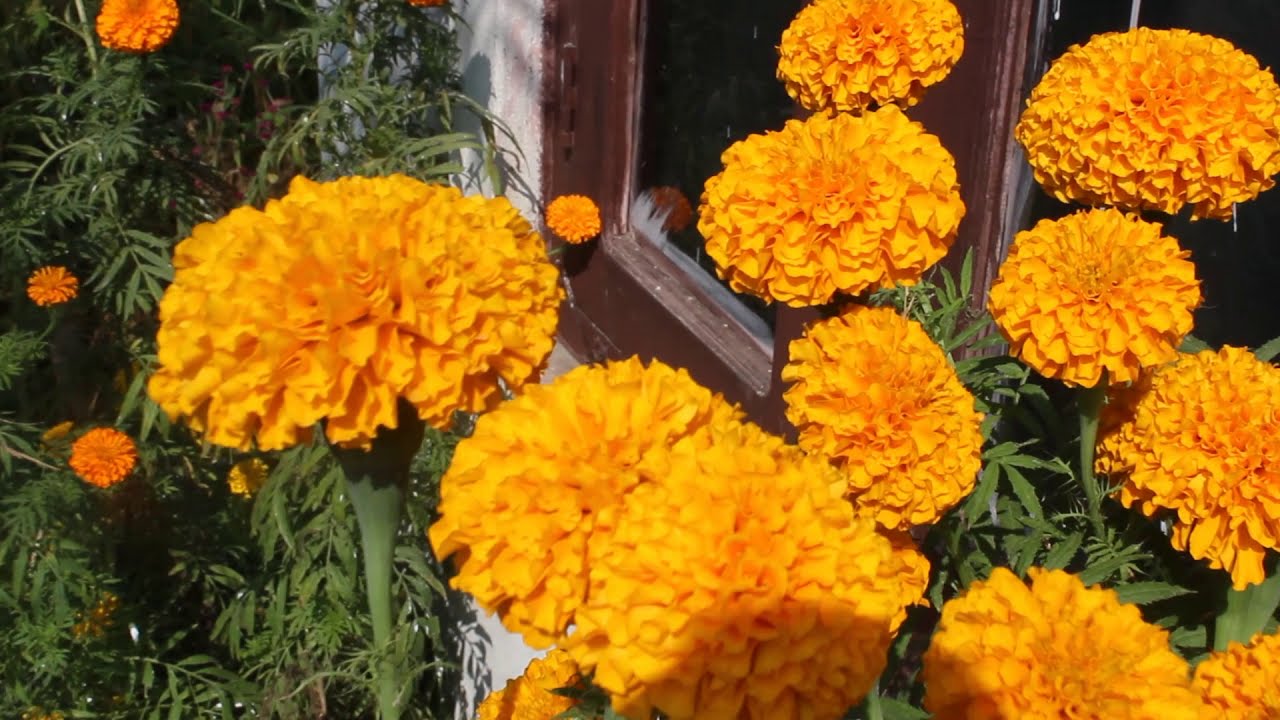 Marigold Sayapatri Flower - YouTube