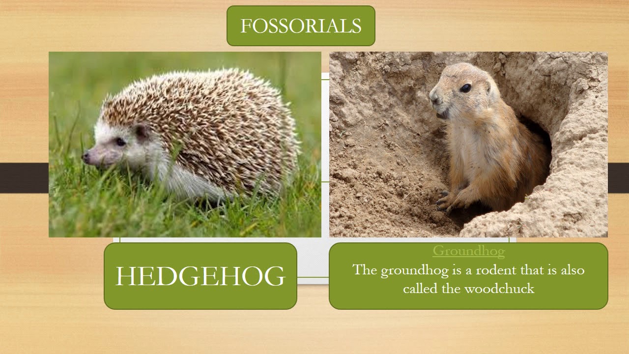 Arboreal vs Fossorial Animals - YouTube
