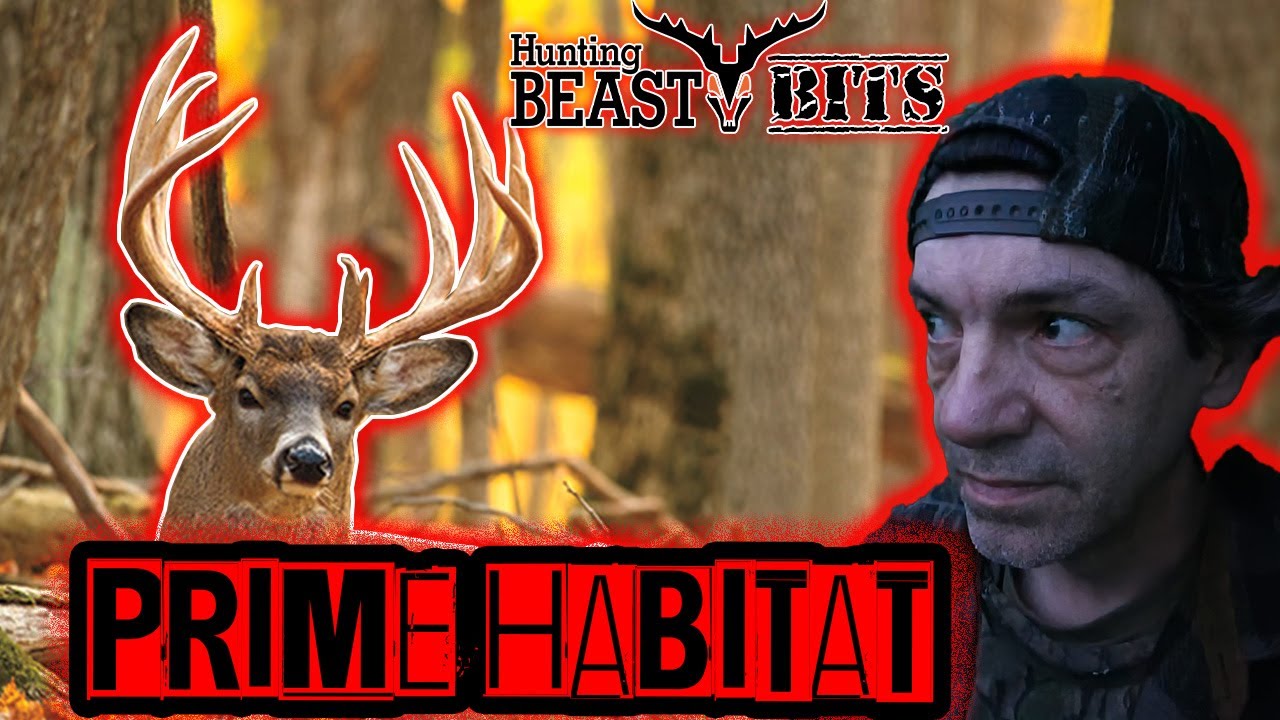 Dan Infalt | What Makes a Primary Buck Bedding Area - YouTube