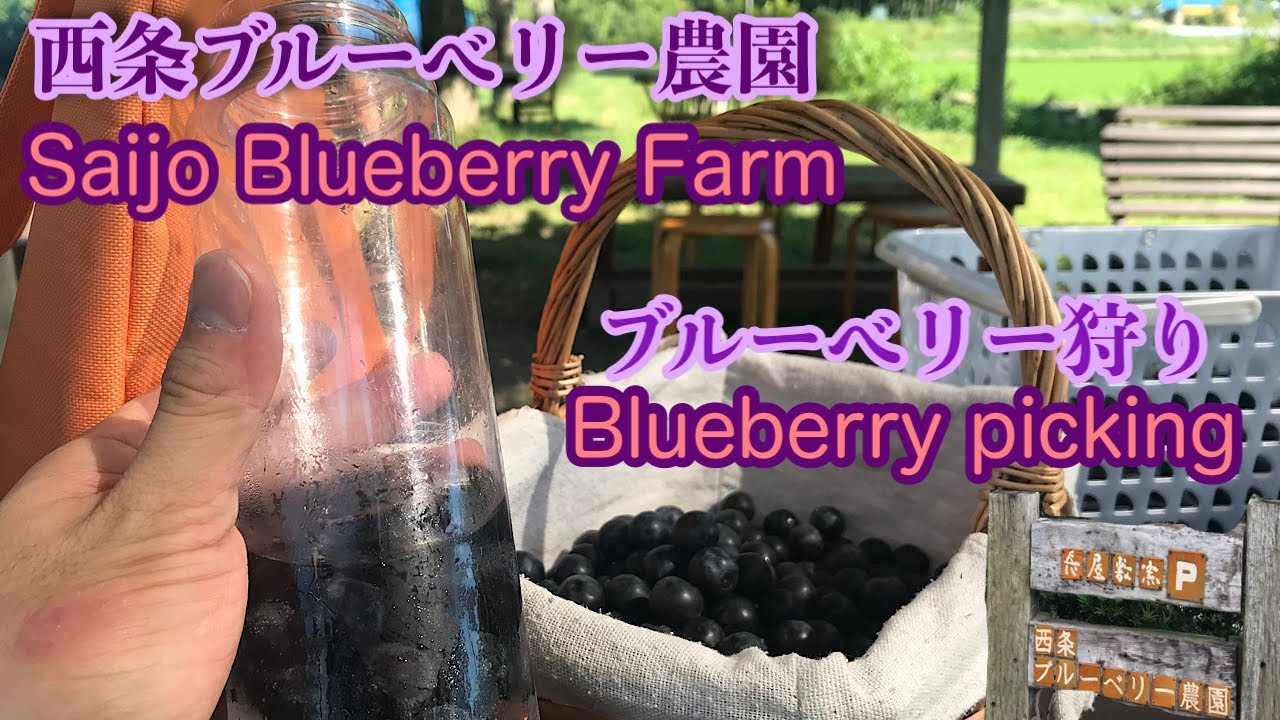 If you want to pick the best blueberries, come here🫐😋 - YouTube