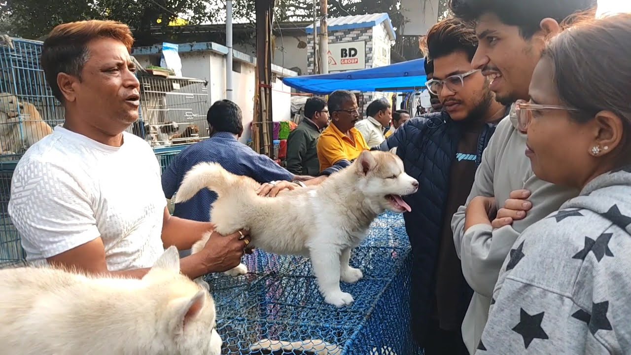 Galiff Street Pet Market Kolkata | dog market in kolkata | Dog Price ...