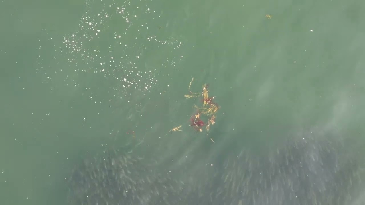 fish murmuration with cormorant chase - YouTube