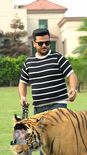 Pakistan trending Tiger walking video work and tiger trending man video ...