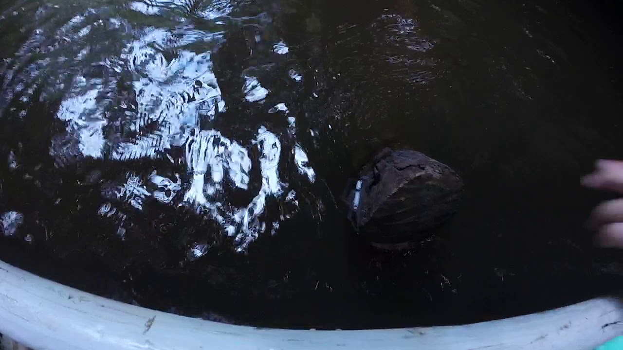 Amazon fishing spider - YouTube