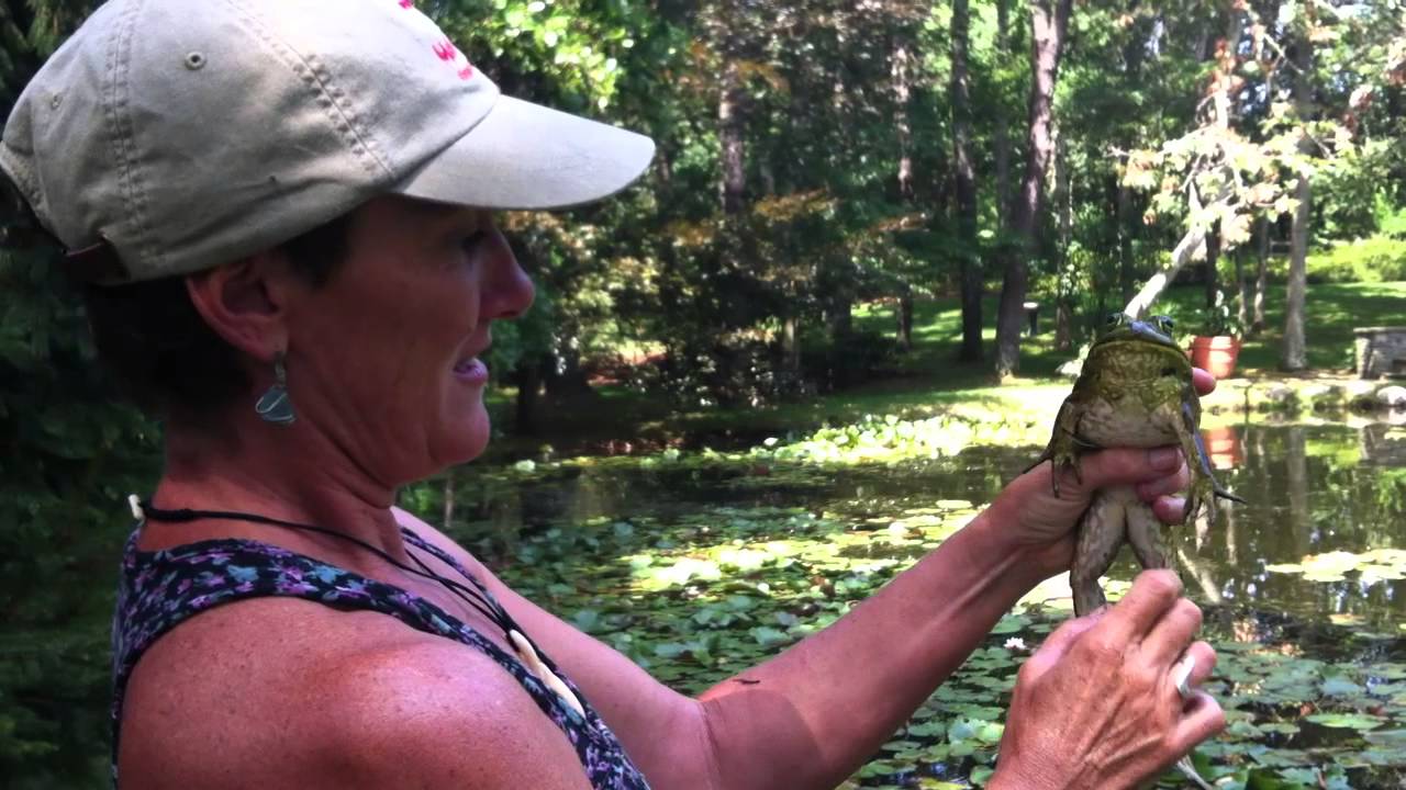Bull Frog Warning Call - YouTube
