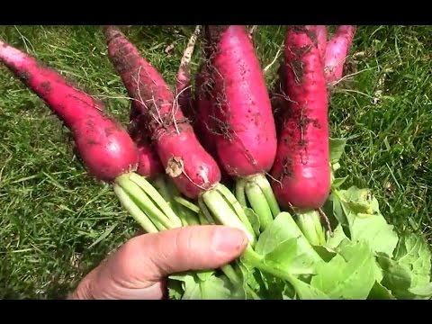 Salad Rose Heirloom Radishes, From Seed To Harvest. - YouTube
