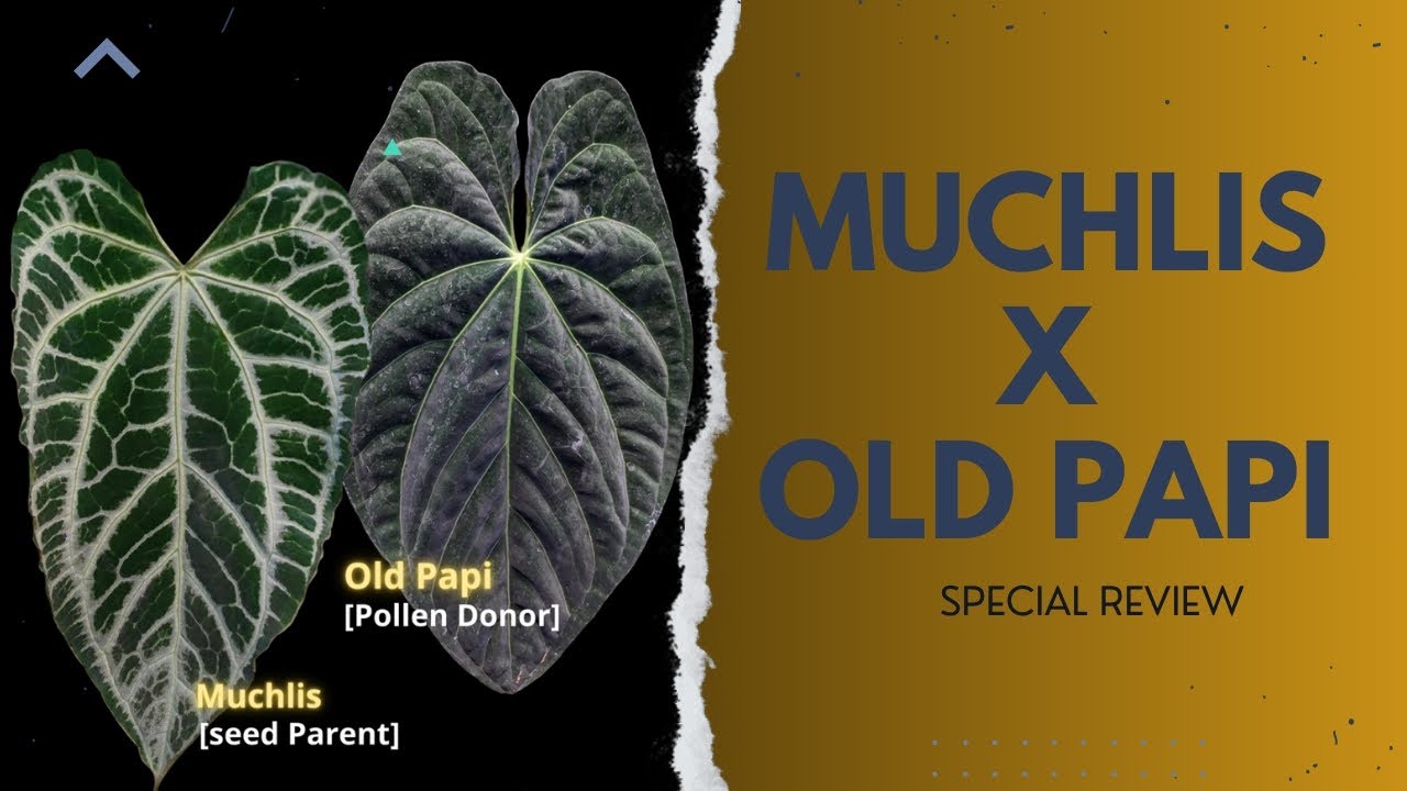 ANTHURIUM MUCHLIS Review Hybrid unik karakter apik - YouTube