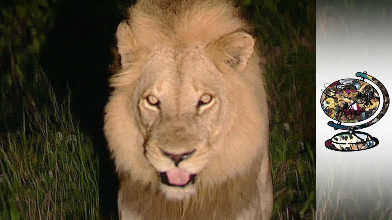 South Africa's Lions Are Dying Of Tuberculosis (2001) - YouTube