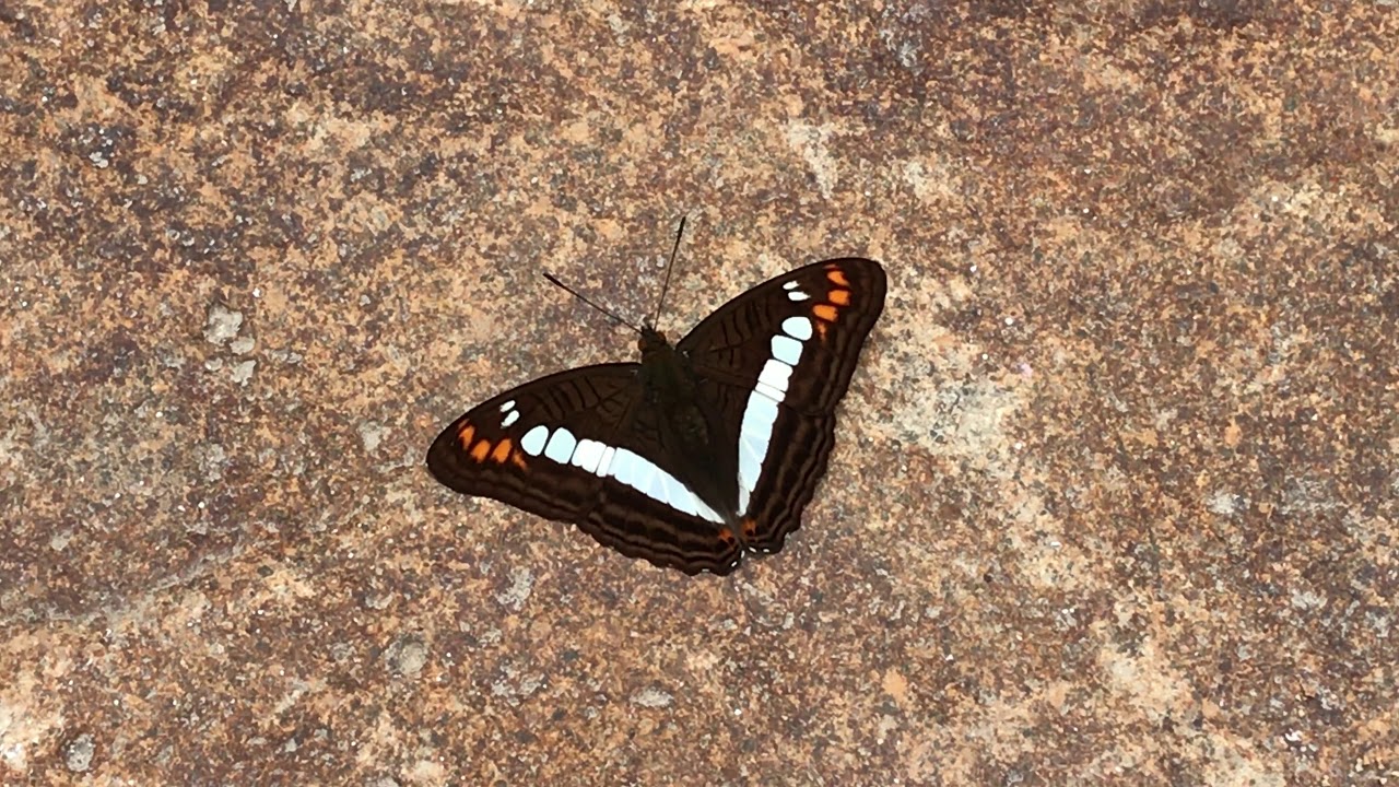 アララアメリカイチモンジAdelpha alala チャラヤク川 2018/10/23 Challua Yaku, Butterfly of ...