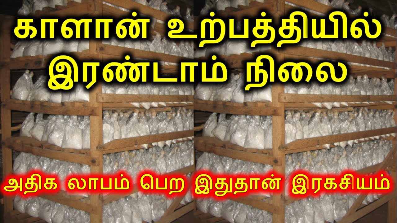 Mushroom spawn production | mother spawn production | F1 spawn | காளான் ...