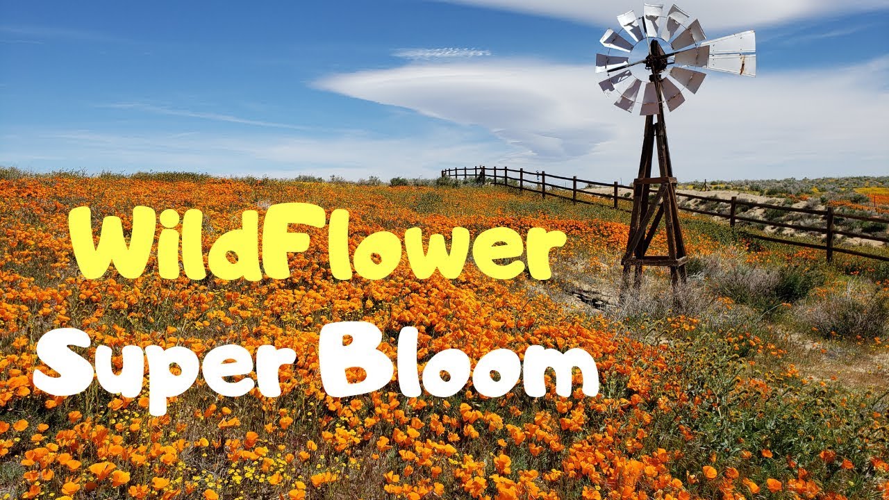 California Spring Wildflower Super Bloom | Antelope Valley | April 2019 ...