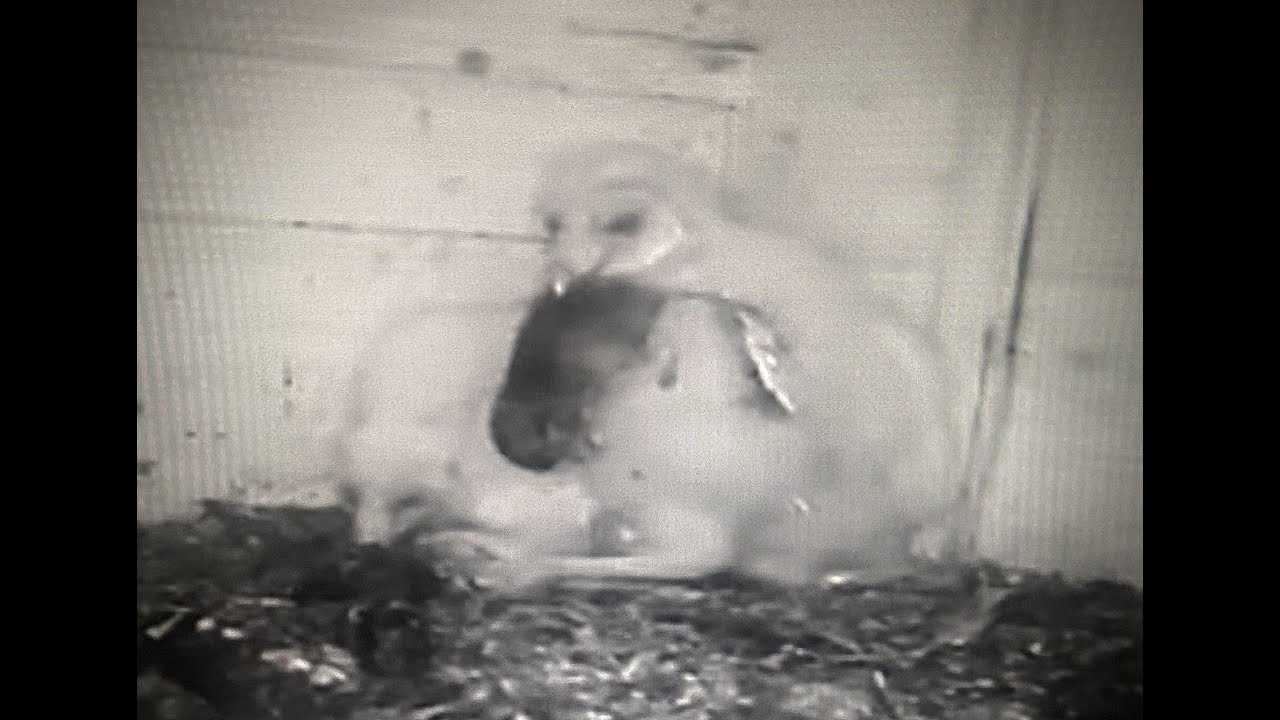 Barn Owl Baby Swallows Gopher Whole!! Happy Birthday Dinner! - YouTube