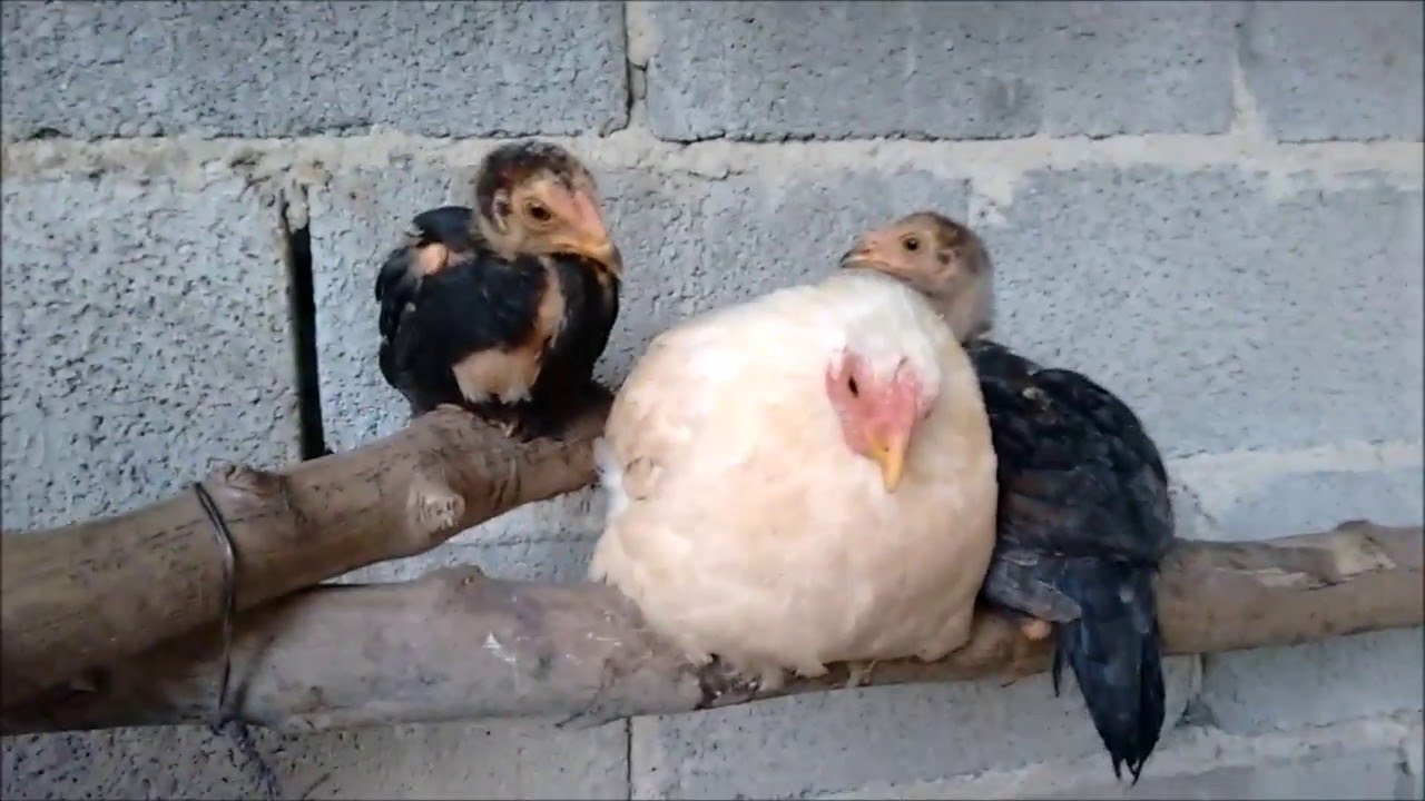 EXPLICAÇÃO BÁSICA SOBRE GALIZÉS: - YouTube