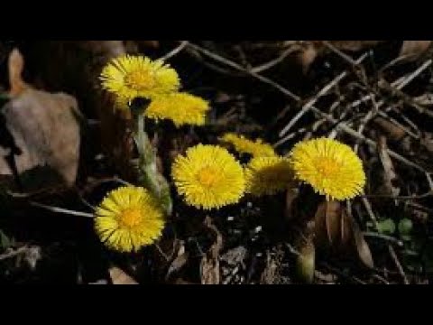 The wreck of southern 97 Gene Austin - YouTube