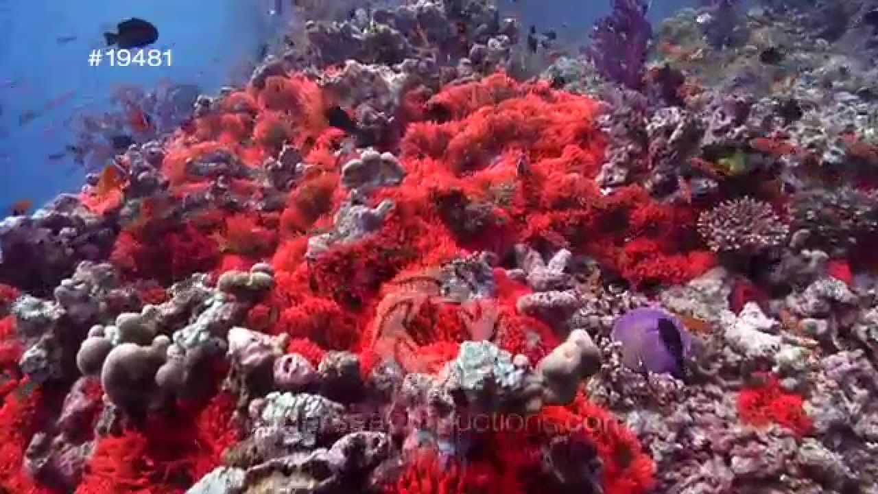 Fluorescent red bulb anemone Entacmaea quadricolor, Fiji, royalty-free ...
