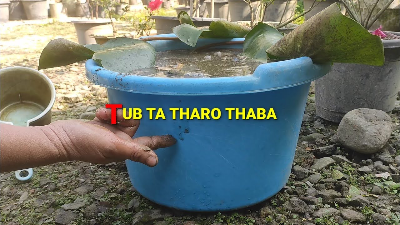 Gambla nttraga atei patrada Tharo kamaina thagani??|Home Gardening ...