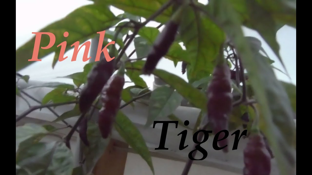 Pink Tiger: Super Hot Pepper Update - YouTube