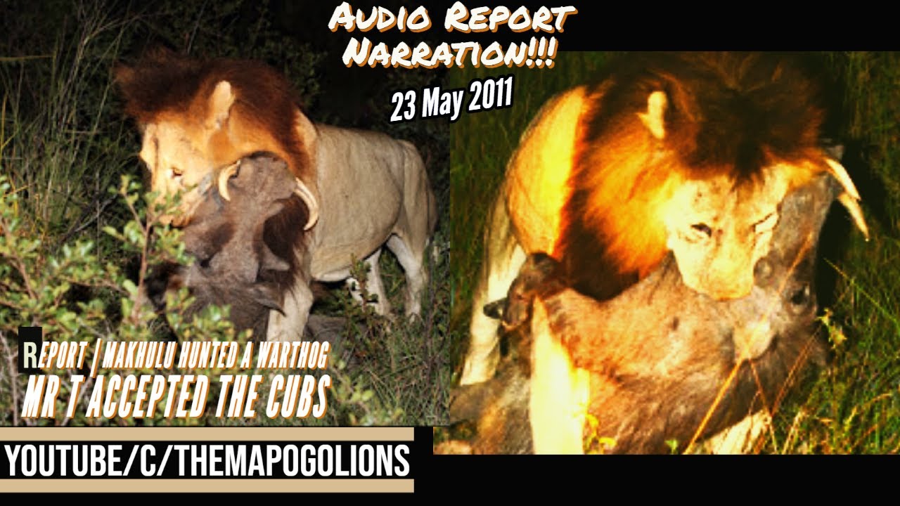 Mapogos -Mr T accepted the Cubs - Makhulu hunted a warthog - YouTube