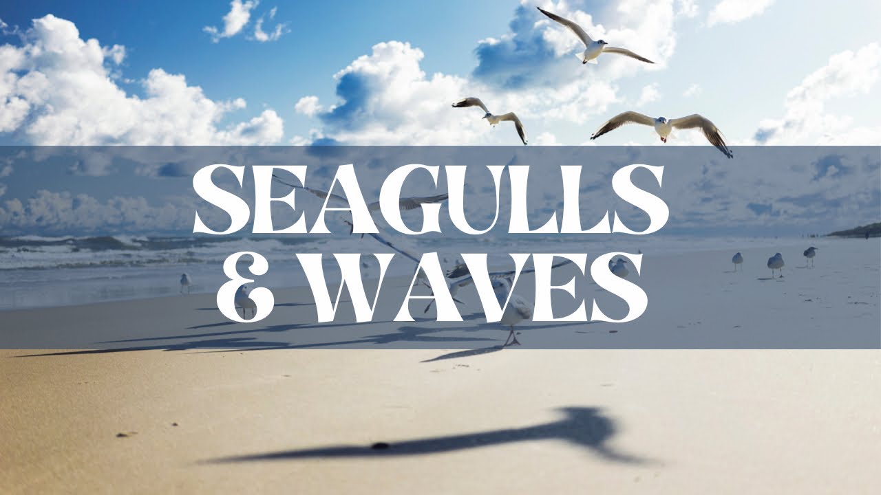 SEAGULLS & WAVES • zen sounds • background noise, sleeping, relaxing ...