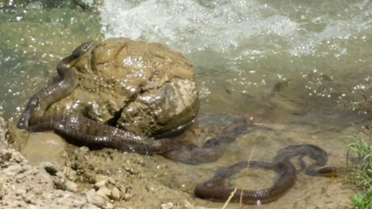 Snakes doing the dirty - YouTube