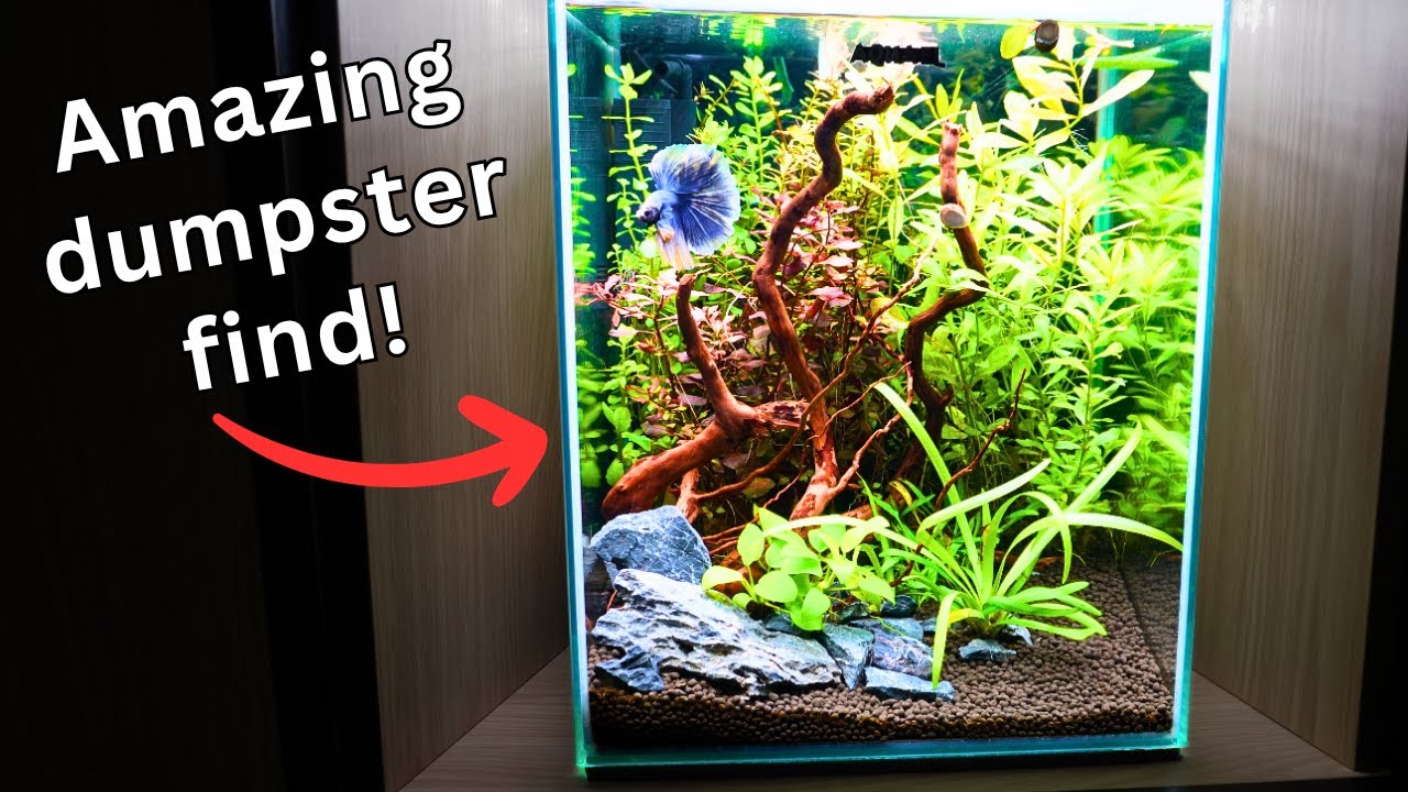 I Found This Fish Tank In The Trash And Made It Awesome! - YouTube